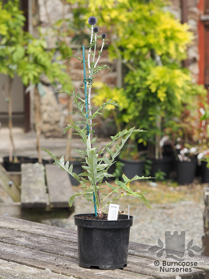 Echinops Bannaticus 'Veitch'S Blue' from Burncoose Nurseries