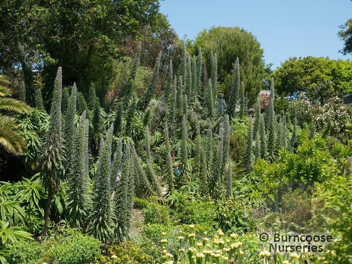 Echium from Burncoose Nurseries