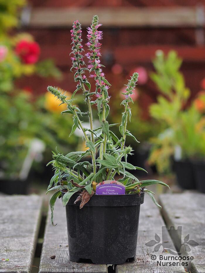 Echium Amoenum 'Red Feathers' from Burncoose Nurseries