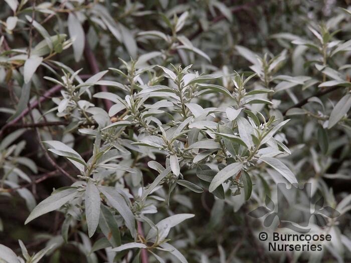 Elaeagnus Angustifolia from Burncoose Nurseries