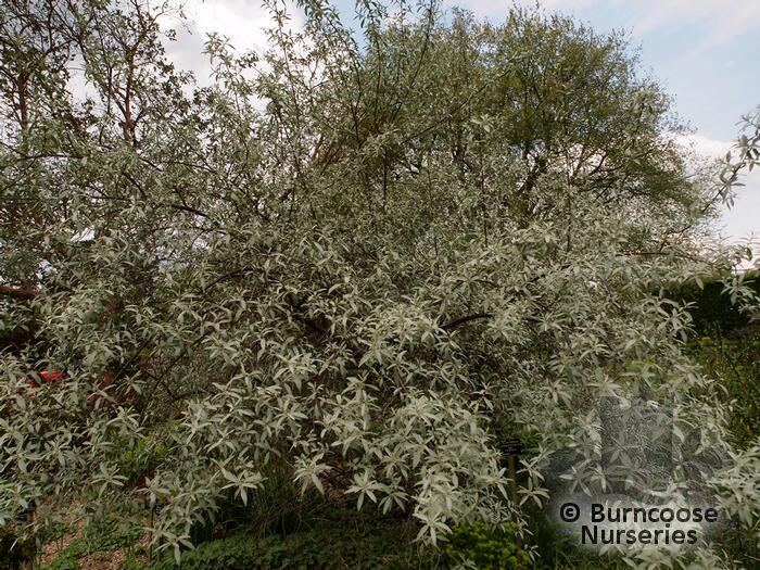 Elaeagnus Angustifolia from Burncoose Nurseries
