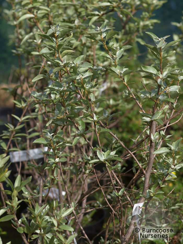 Elaeagnus Commutata from Burncoose Nurseries