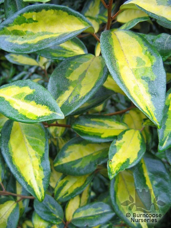 Elaeagnus from Burncoose Nurseries