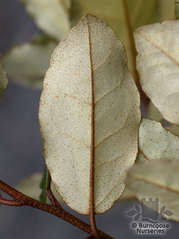 Elaeagnus Pungens 'Maculata' from Burncoose Nurseries