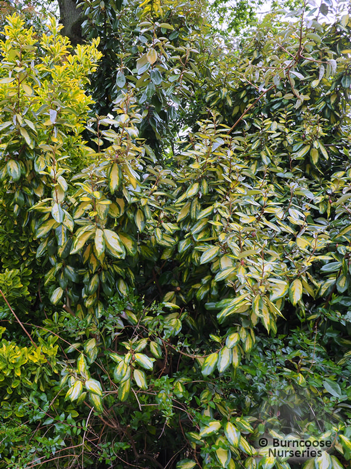 Elaeagnus Pungens 'Maculata' from Burncoose Nurseries