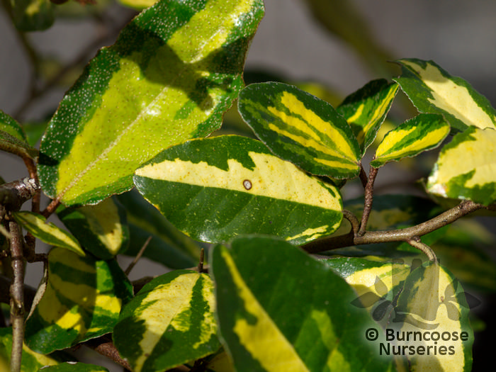 Elaeagnus Pungens 'Maculata' from Burncoose Nurseries