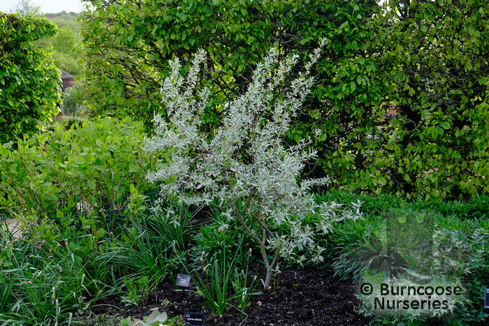 Elaeagnus 'Quicksilver' from Burncoose Nurseries