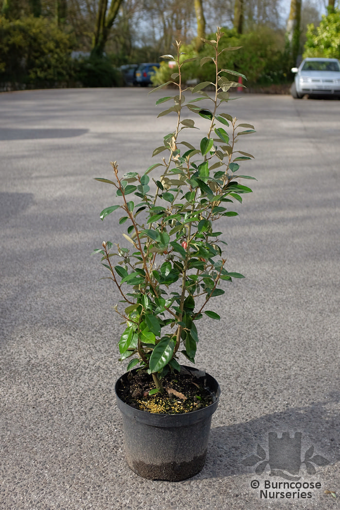 Elaeagnus X Ebbingei from Burncoose Nurseries