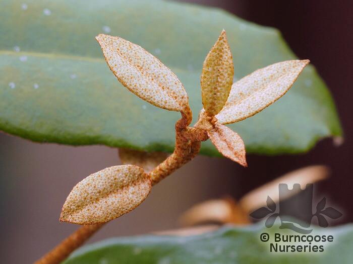 Elaeagnus from Burncoose Nurseries