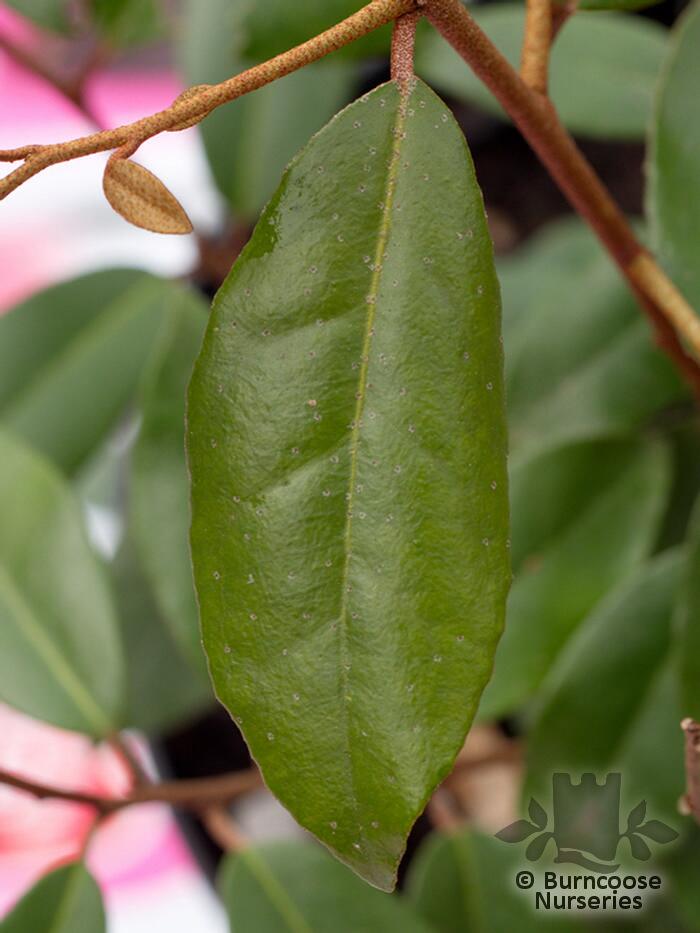 Elaeagnus X Reflexa from Burncoose Nurseries