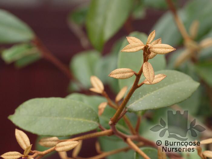 Elaeagnus X Reflexa from Burncoose Nurseries
