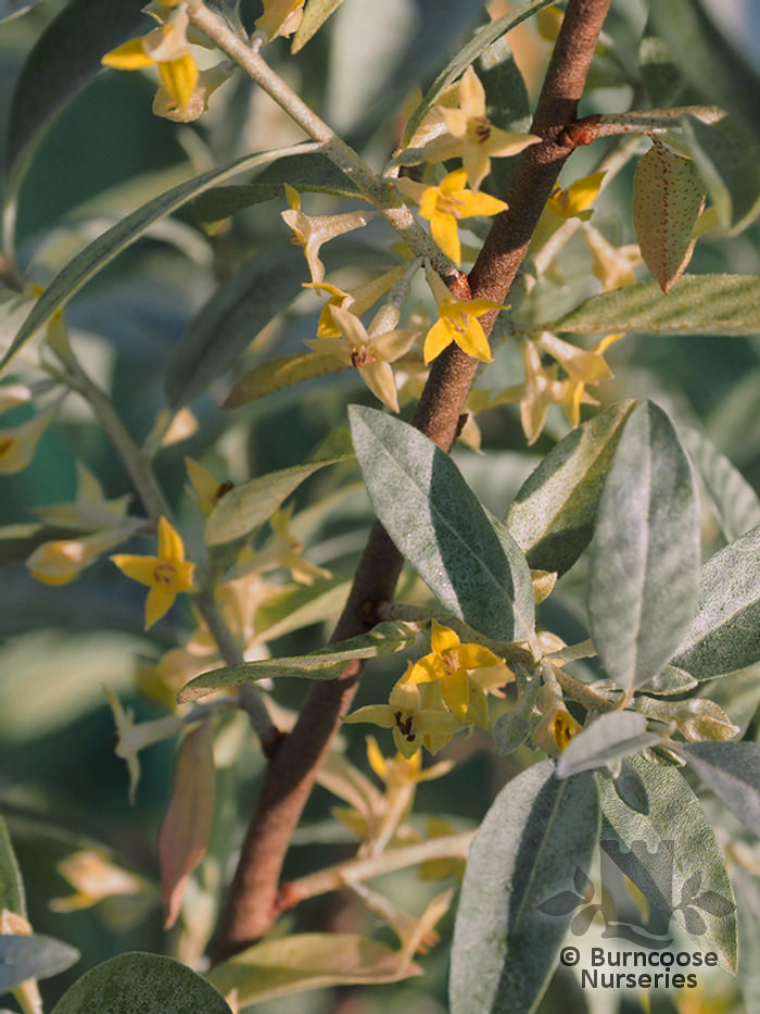 Elaeagnus from Burncoose Nurseries