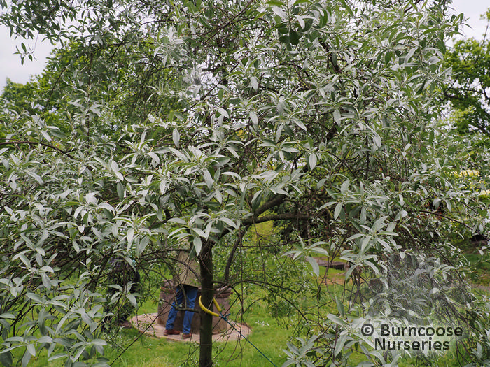 Elaeagnus 'Quicksilver' from Burncoose Nurseries