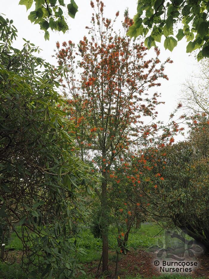 Embothrium Coccineum from Burncoose Nurseries