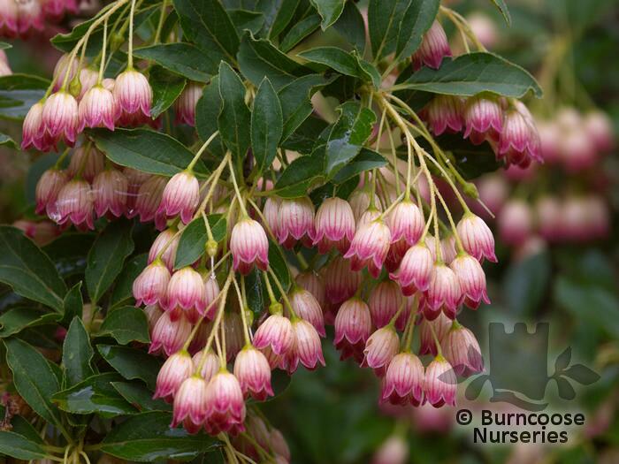 Enkianthus Campanulatus from Burncoose Nurseries