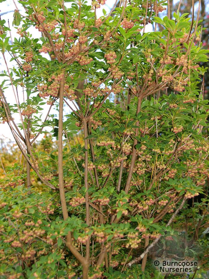 Enkianthus Campanulatus 'Red Bells' from Burncoose Nurseries