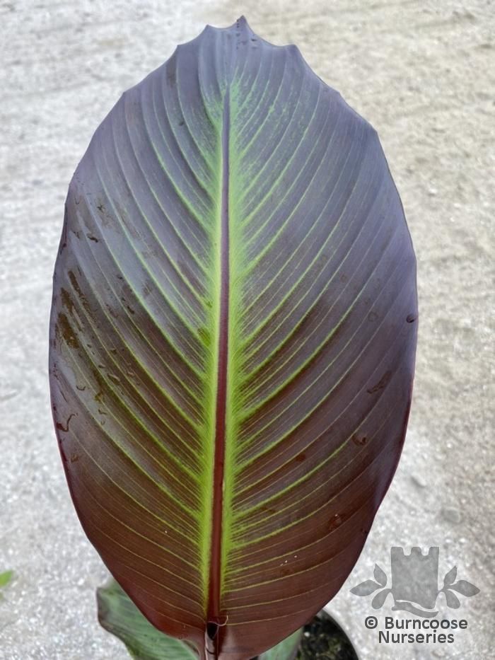 Ensete from Burncoose Nurseries