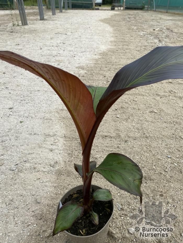 Ensete from Burncoose Nurseries