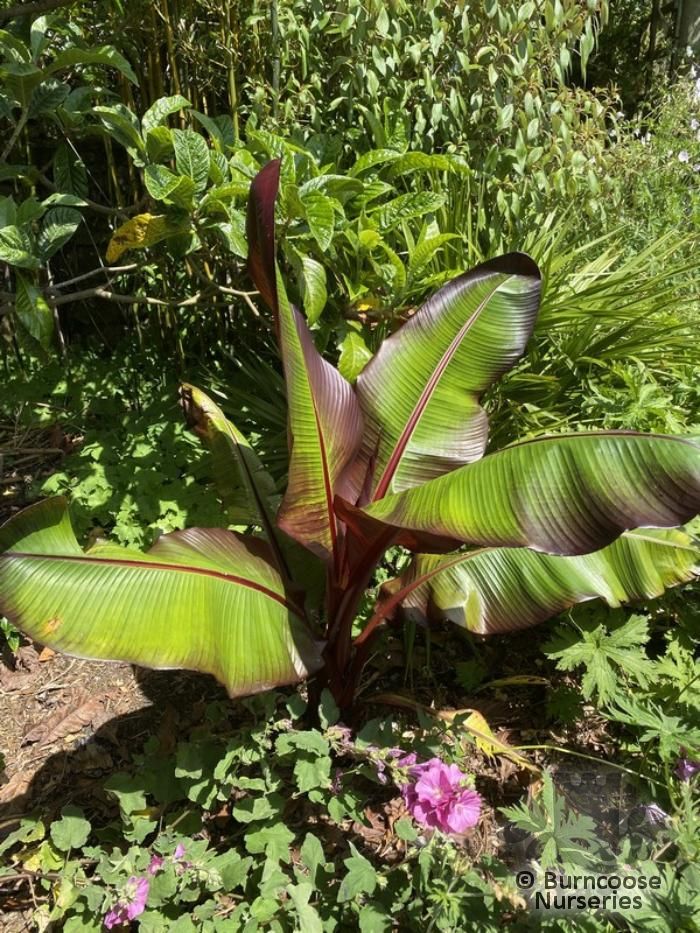 Ensete from Burncoose Nurseries