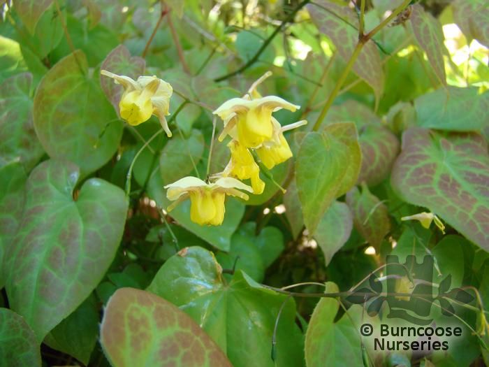 Epimedium from Burncoose Nurseries