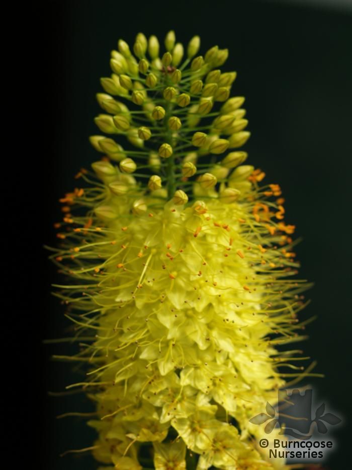 Eremurus Bungei from Burncoose Nurseries