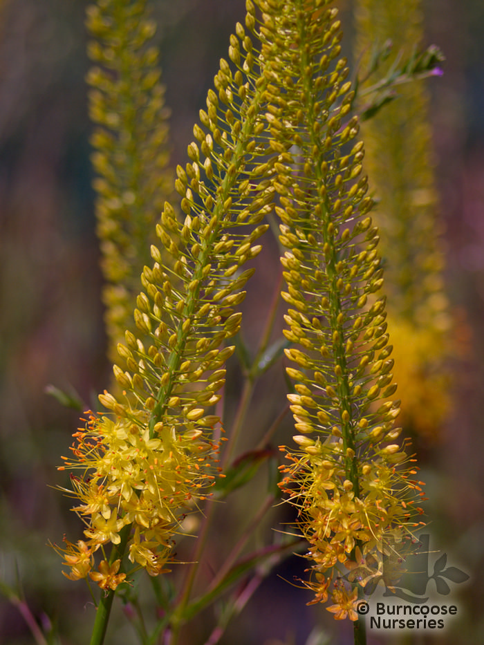 Eremurus Bungei from Burncoose Nurseries