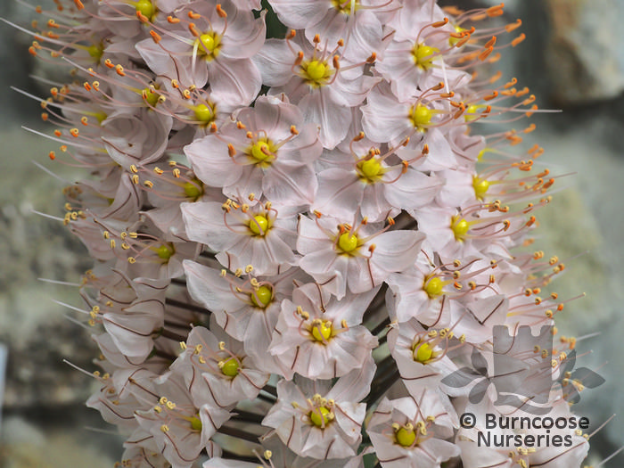 Eremurus Robustus from Burncoose Nurseries