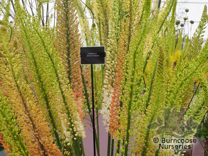 Eremurus Ruiter Hybrids from Burncoose Nurseries