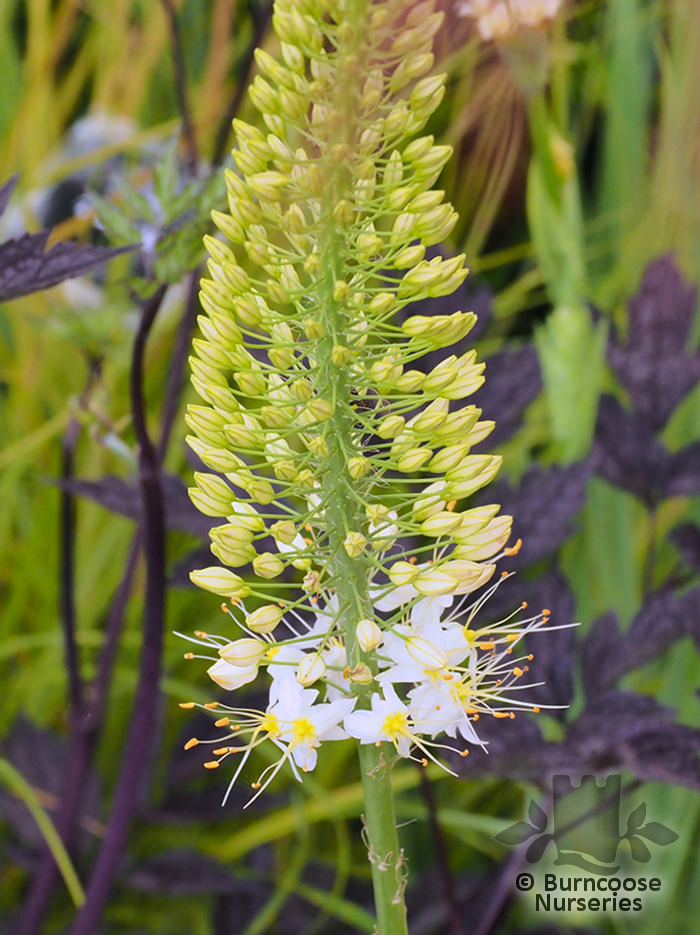 Eremurus 'White Beauty Favourite' from Burncoose Nurseries