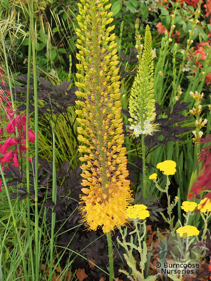 Eremurus X Isabellinus 'Cleopatra' from Burncoose Nurseries