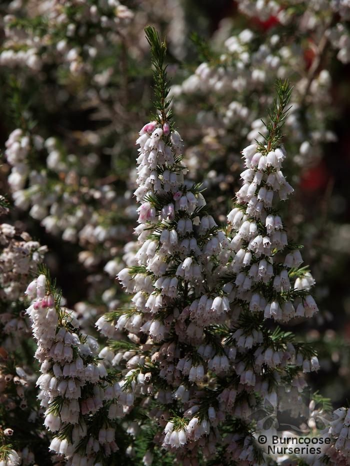 Heathers Erica from Burncoose Nurseries - Page 1