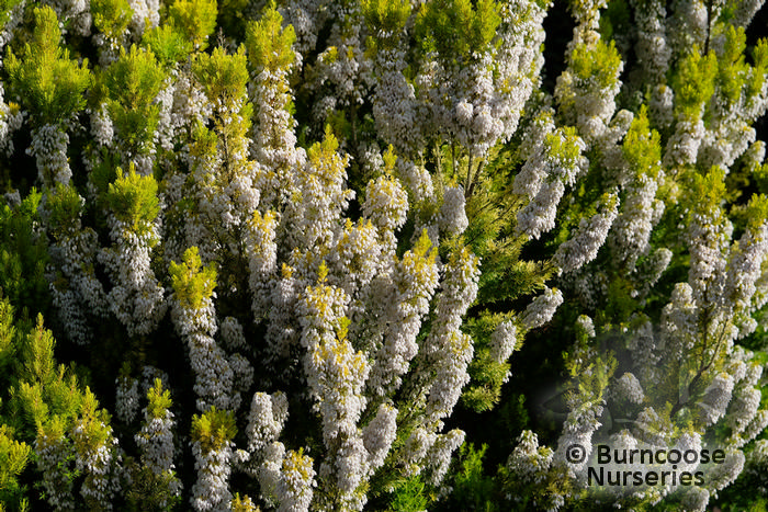 Heathers Erica Arborea 'Albert'S Gold' from Burncoose Nurseries