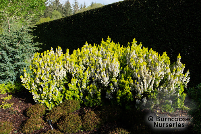 Heathers Erica Arborea 'Albert'S Gold' from Burncoose Nurseries