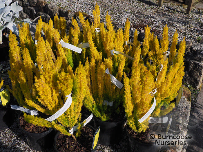 Heathers Erica Arborea 'Albert'S Gold' from Burncoose Nurseries