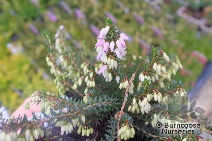 Heathers Erica Carnea 'December Red' from Burncoose Nurseries