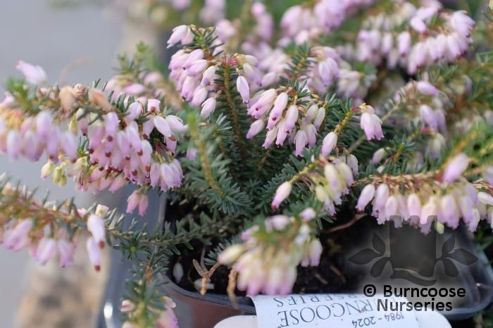 Heathers Erica Carnea 'December Red' from Burncoose Nurseries