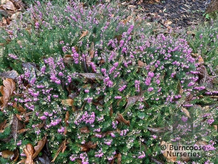 Heathers Erica Carnea 'Eva' from Burncoose Nurseries