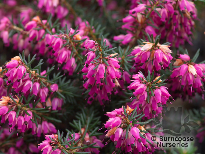 Heathers Erica Carnea 'Eva' from Burncoose Nurseries