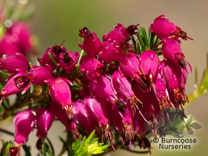 Heathers Erica Carnea 'Myretoun Ruby' from Burncoose Nurseries