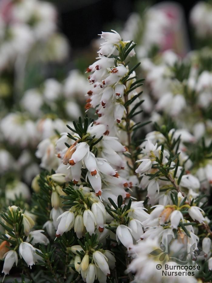 Heathers Erica from Burncoose Nurseries - Page 1