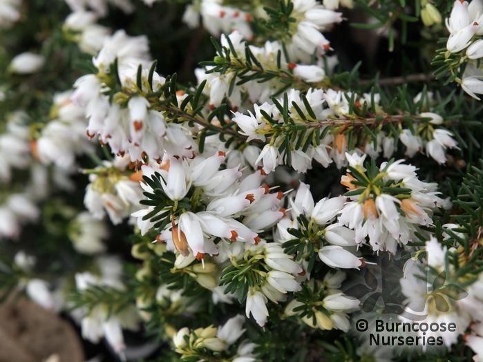 Heathers Erica Carnea 'Winter Snow' from Burncoose Nurseries