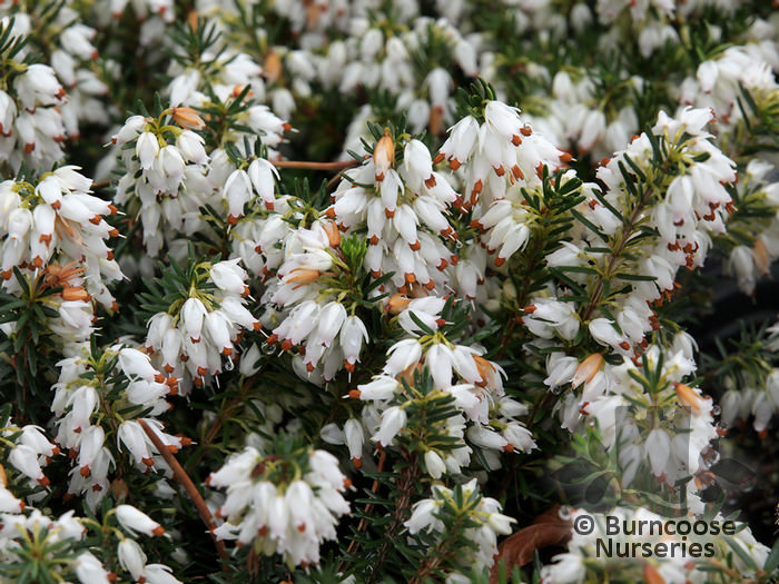 Heathers Erica Carnea 'Winter Snow' from Burncoose Nurseries