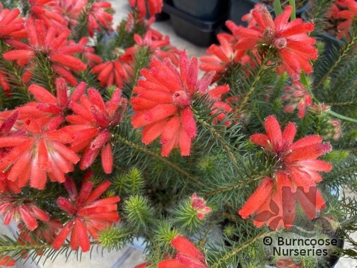 Heathers Erica Cerinthoides from Burncoose Nurseries