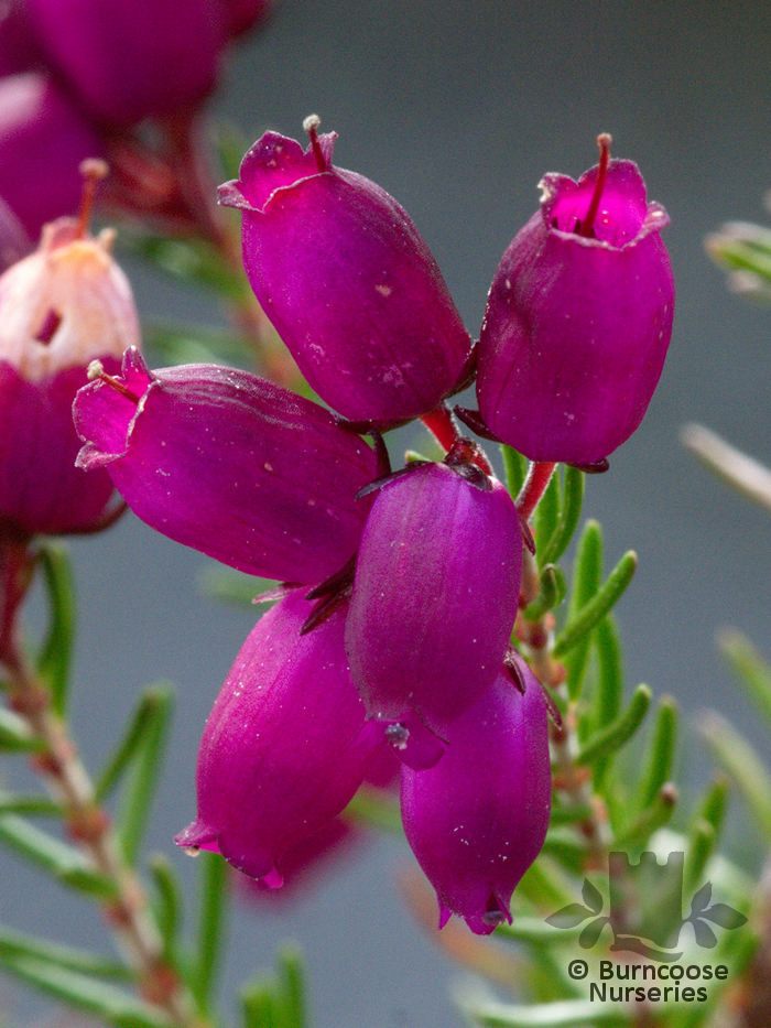 Heathers Erica Cinerea 'Katinka' from Burncoose Nurseries