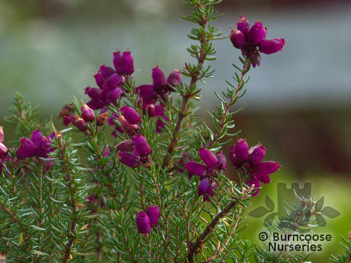 Heathers Erica Cinerea 'Katinka' from Burncoose Nurseries