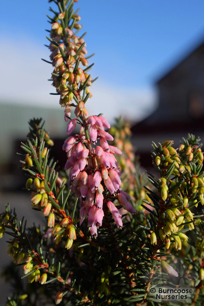 Heathers Erica Erigena 'Irish Dusk' from Burncoose Nurseries