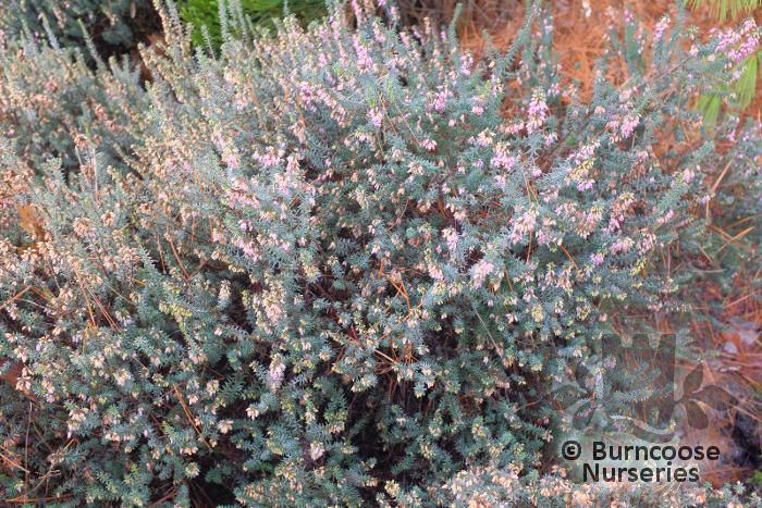 Heathers Erica Erigena 'Irish Dusk' from Burncoose Nurseries