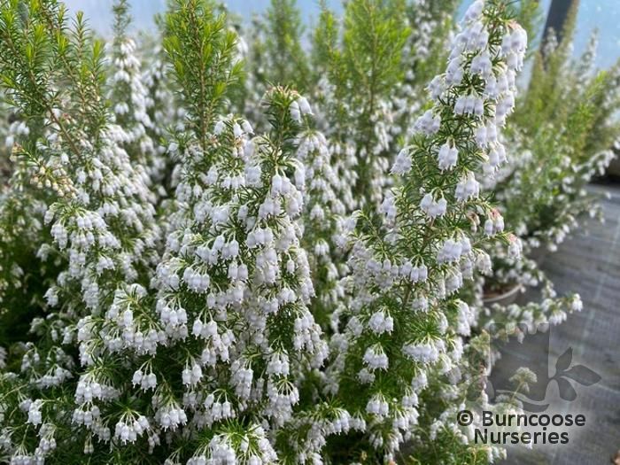 Heathers Erica Lusitanica from Burncoose Nurseries
