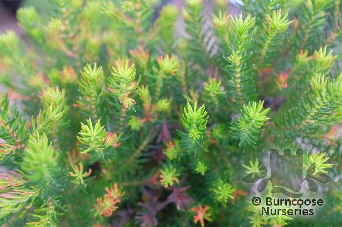 Heathers Erica Nana 'Limoncello' from Burncoose Nurseries