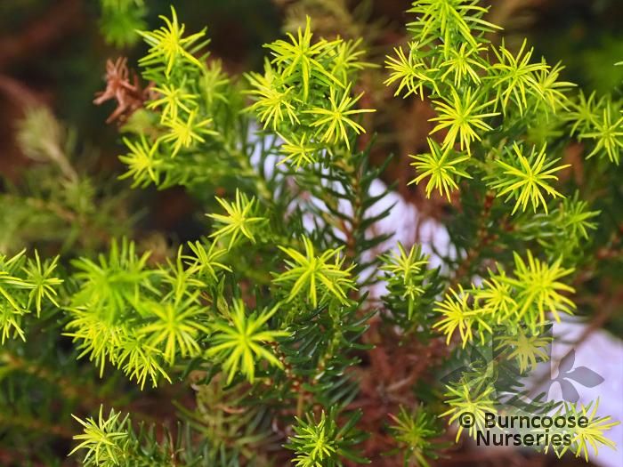 Heathers Erica Nana 'Limoncello' from Burncoose Nurseries